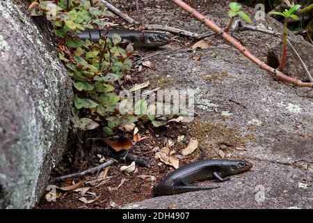 Land Mullet, Bellatorias major. This large Australian lizard is one of ...