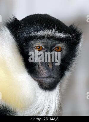 The Roloway monkey (Cercopithecus roloway) is an endangered species of ...