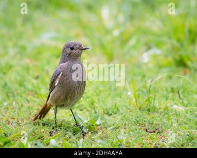 Male redstart bird in the garden Stock Photo - Alamy