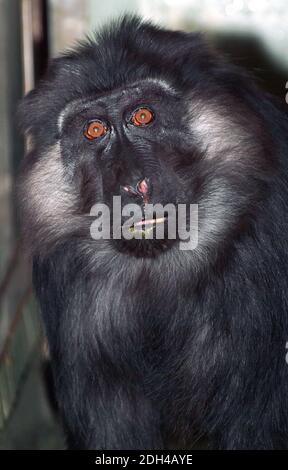 Endangered moor macaque, Macaca maura, with pet cat 1, green monkey ...