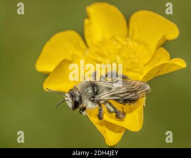 Grey-backed Mining-bee, (Andrena vaga Stock Photo - Alamy