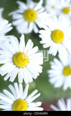 Bouquet of white camomiles at bright background Stock Photo - Alamy