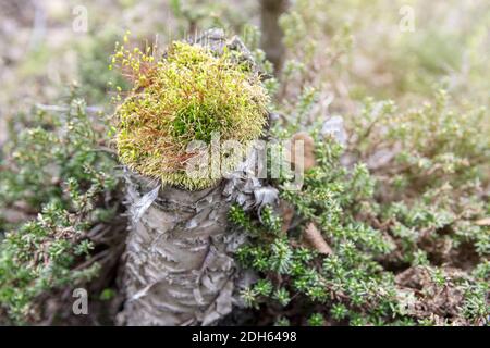 small shrub in the forest with moss Stock Photo - Alamy