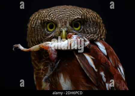 A Javan Owlet is eating a frog. This nocturnal predatory bird has the ...