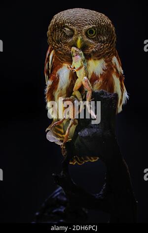 A Javan Owlet is eating a frog. This nocturnal predatory bird has the ...