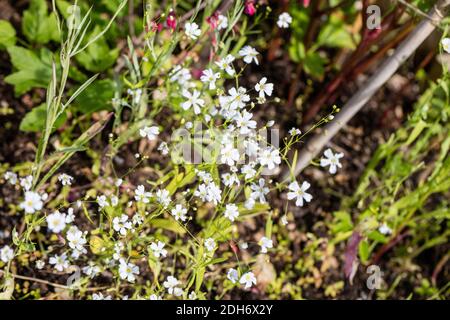 'Vit Diamant' Perennial Flax, Berglin (Linum perenne Stock Photo - Alamy