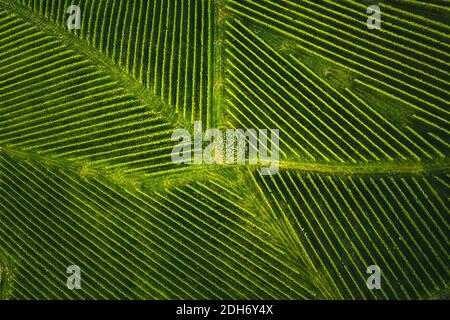 Aerial view of vineyards field plantation on sunset. Cinematic drone ...