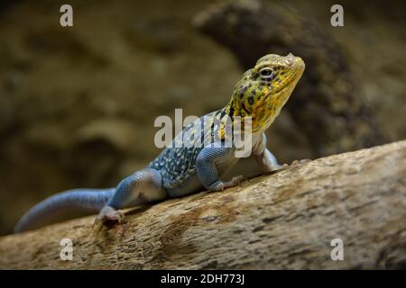 Halsbandleguan / Common collared lizard / Crotaphytus collaris collaris ...