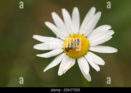 Great hover fly Stock Photo - Alamy