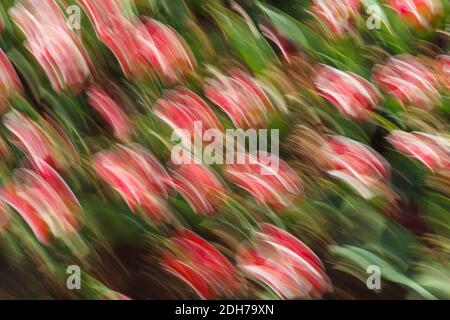 Artsy motion blurred pink tulips Stock Photo - Alamy