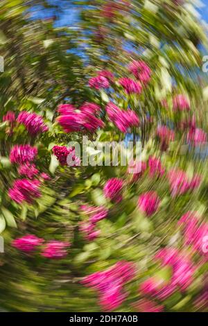 Artsy swirling motion blurred purple flowers Stock Photo - Alamy