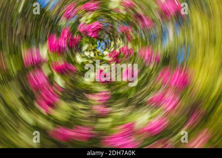 Artsy swirling motion blurred purple flowers Stock Photo - Alamy