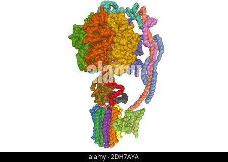 ATP synthase molecule. Molecular model showing the structure of ATP ...