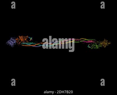 Crystal structure of human fibrinogen, 3D model isolated, black ...