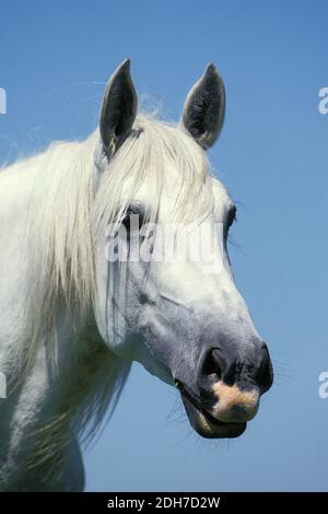 Lusitano Horse, Portrait of Adulte Stock Photo - Alamy