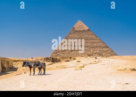 A small donkey resting next to the pyramid of Khafre. Cairo, Egypt ...