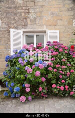Window with hydrangeas in Brittany Stock Photo - Alamy