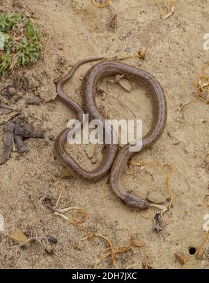 false smooth snake, macroprotodon cucullatus in portugal Stock Photo ...