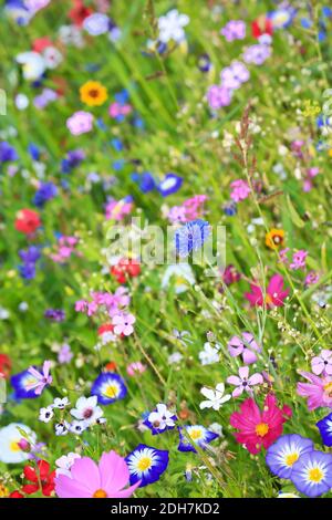 Flower meadow in summer with different colorful flowers Stock Photo - Alamy