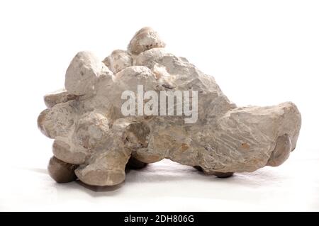 Macraster Fossil Sea Urchins petrifed organic animal Stock Photo - Alamy
