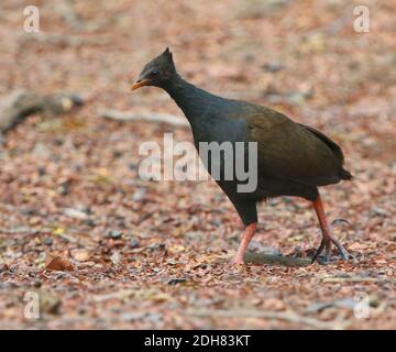 orange-footed scrub fowl (Megapodius reinwardt), walking through leaf ...