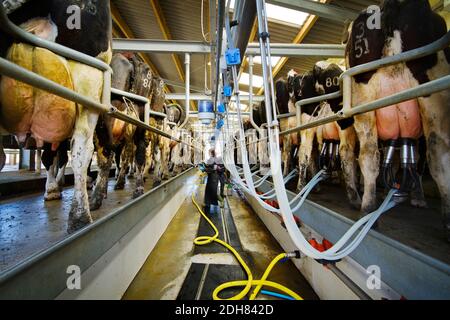 MILKING PARLOR IN DAIRY FARM / COLORADO Stock Photo - Alamy