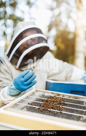 Beekeeper at wild beehive Stock Photo - Alamy