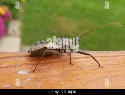The wheel bug , the largest terrestrial true bugs in North America ...