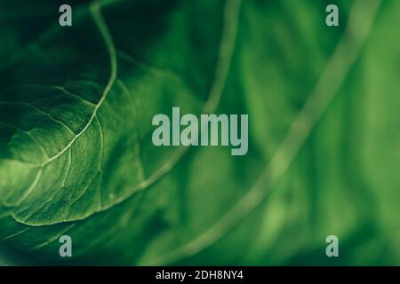 Beautiful green texture background. Cropped shot of green leaf textured ...