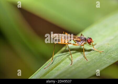 Stilt-legged fly (Neria cibaria Stock Photo - Alamy