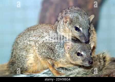 Narrow-striped mongoose, Schmalstreifenmungo, Mungotictis decemlineata ...