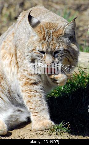 Bobcat, red lynx, Rotluchs, Lynx rufus, vörös hiúz Stock Photo - Alamy