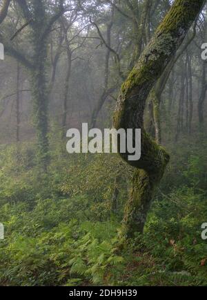 Magic mystic foggy view of curved trees forest landscape in Posto ...