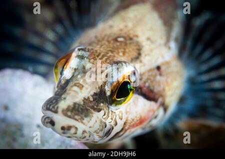 Arctic Shanny underwater in the St. Lawrence River Stock Photo - Alamy