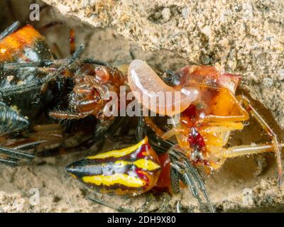 Live paralysed spiders within a potter wasp nest. The wasp larva is ...