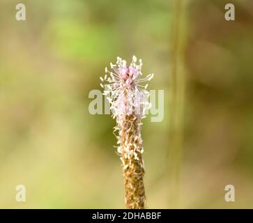 Macro photography with plantain plantago major flowers isolated on ...