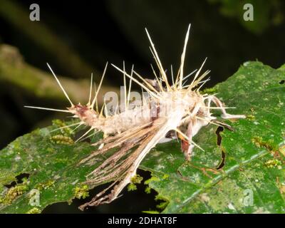Cordyceps fungus (Akanthomyces sp.) infecting a moth. The fungus alters ...