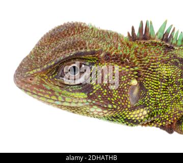 Enyalioides laticeps, the Amazon wood lizard sitting on a branch in ...