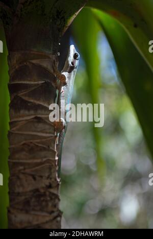 Ornate day gecko (Phelsuma ornata) on the islet of Ile Aux Aigrettes in ...