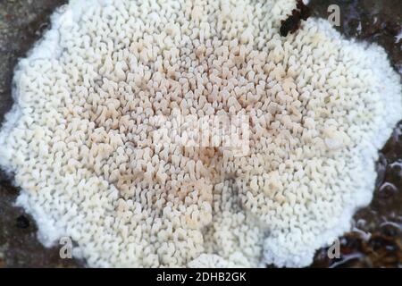 Phlebia rufa, also called Merulius rufus, a crust fungus from Finland ...