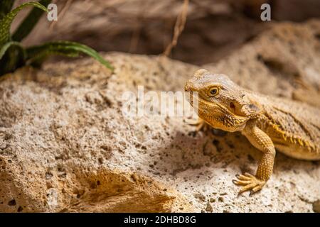 Bearded dragon on rocks Stock Photo - Alamy