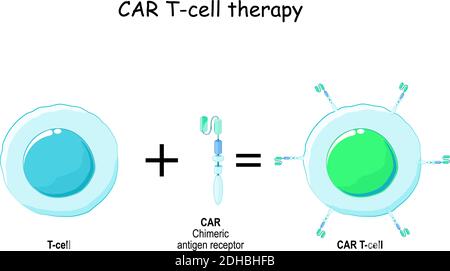 CAR-T cell therapy. Chimeric antigen receptor T cells are T cells that have been genetically ...