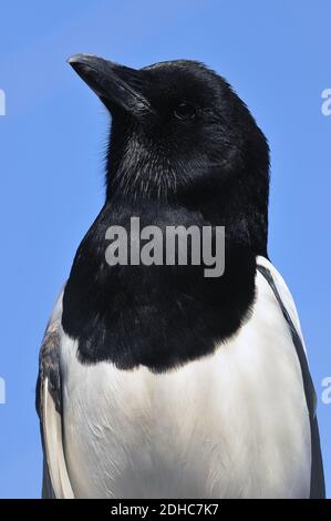Eurasian magpie or common magpie, Elster, Pie bavarde, Pica pica ...