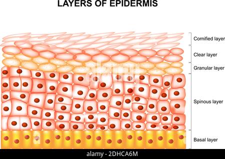 Structure of epidermis : cornified (stratum corneum), clear or ...