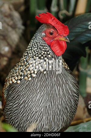 The male grey junglefowl (Gallus sonneratii). It is one of the wild ...