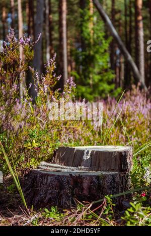 Purple flowers on tree stump texture background. Beautiful floral use ...