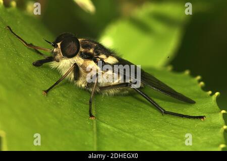 Bush horsefly (Scaptia sp Stock Photo - Alamy
