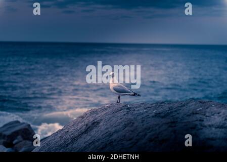 A lone bird on the rocky shore of the arctic sea near Longyearbyen ...