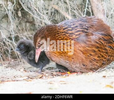 Adult and chick Weka (Gallirallus australis), an endemic flightless ...