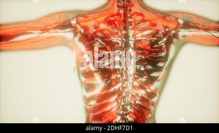 Inspection of blood in the blood vessels of the circulatory system ...